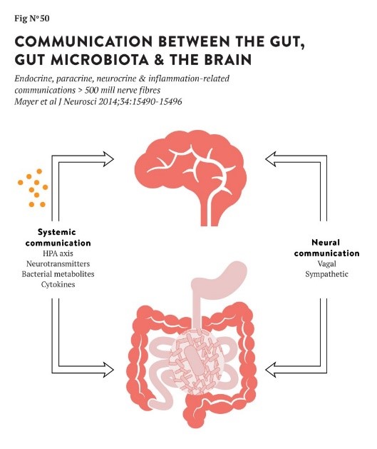 Stress destroys your gut flora | Stig Bengmark
